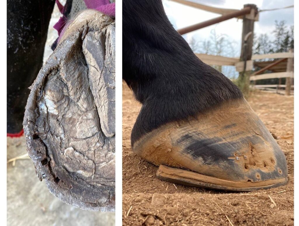 Navigating Hoof Care: Horseshoe Nails and White Line Disease - Go ...