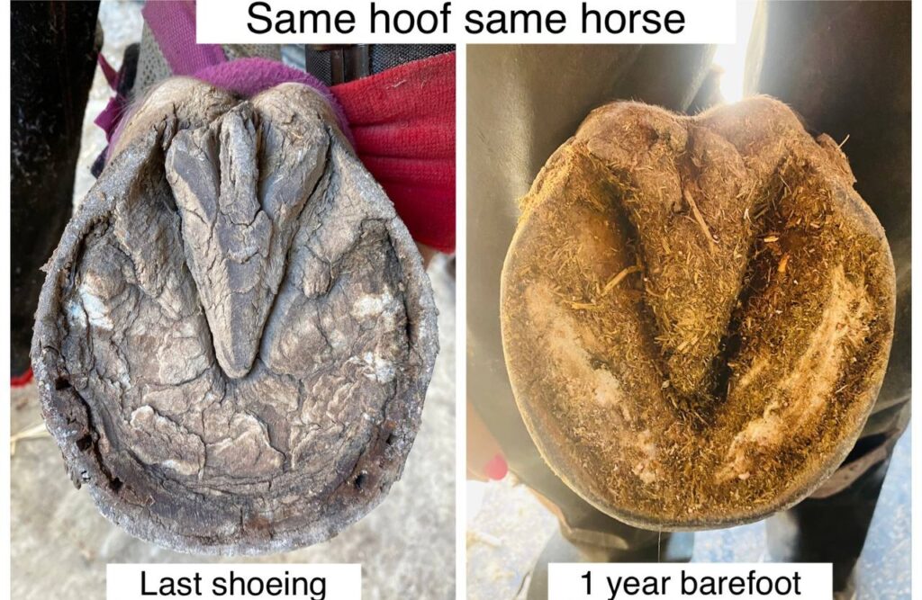 Barefoot vs. Shod: A Comparative Study
